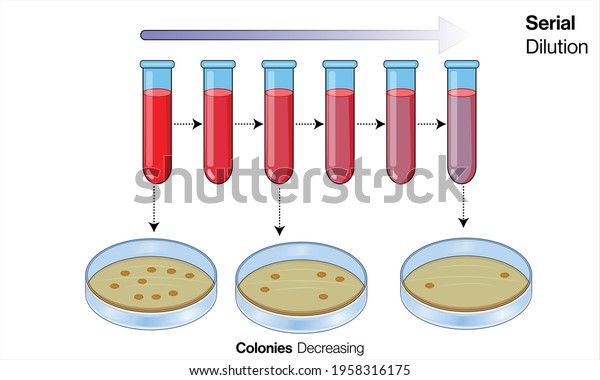 Serial dilution in microbiology and inoculation process for micro ...