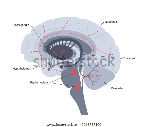 Vektor Stok Serotonin Pathway Human Brain Monoamine Neurotransmitter ...