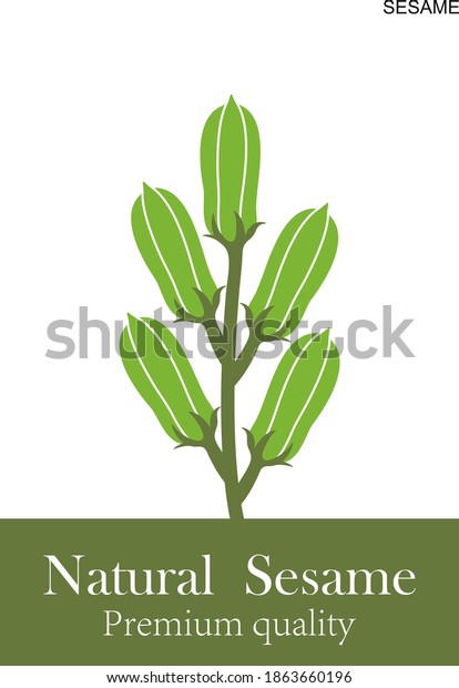 Sesame Logo Isolated Sesame On White Stock Vector (Royalty Free ...
