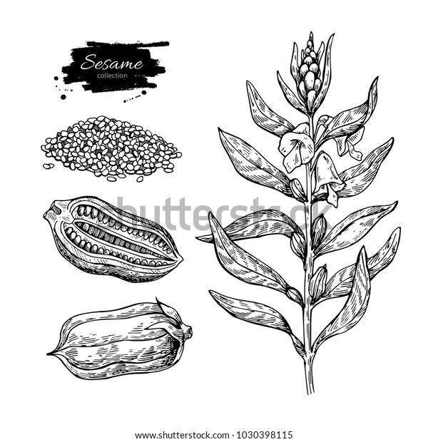 Sesame Plant Vector Drawing Hand Drawn Stock Vector (Royalty Free ...