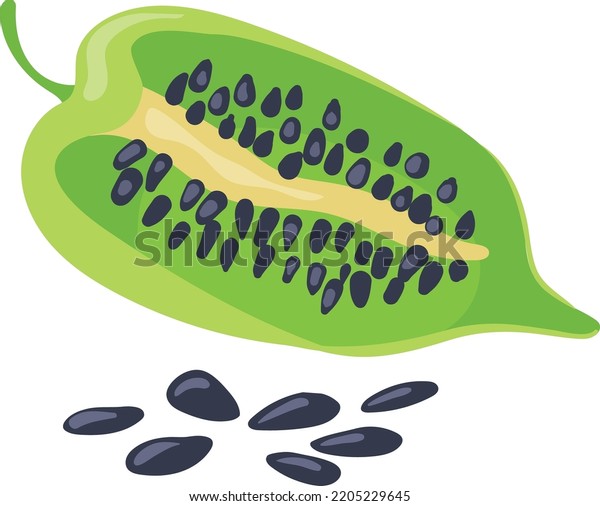 Sesame Seed Cartoon Icon Raw Cooking Stock Vector (Royalty Free ...