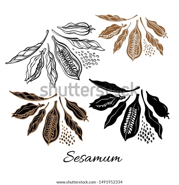 Sesame Vector Set Natural Seed Organic Stock Vector (Royalty Free ...