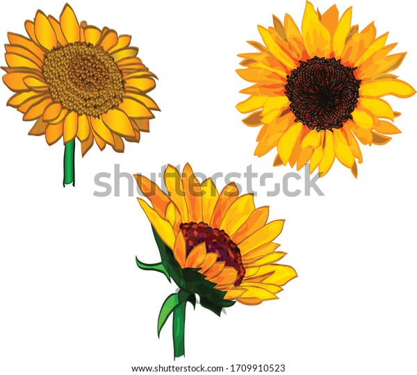 270 Sunflower Side Stock Vectors, Images & Vector Art | Shutterstock