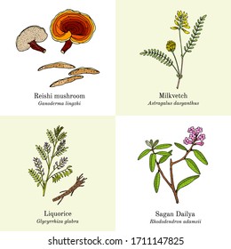 Adaptogen Stock Vectors, Images & Vector Art | Shutterstock