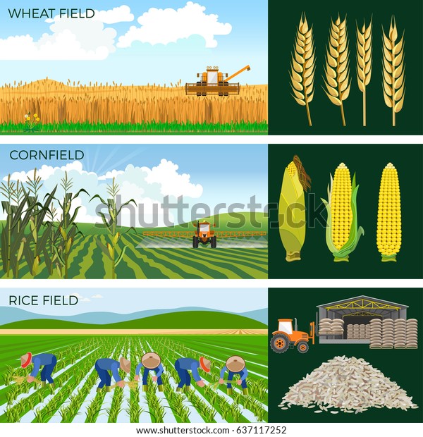 Set Agricultural Fields Wheat Maize Rice Stock Vector (Royalty Free ...