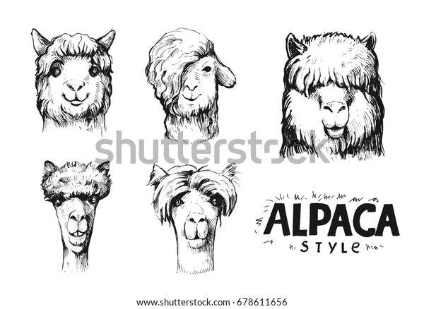 Set Alpaca Heads Hand Drawn Vector Stock Vector (Royalty Free) 678611656