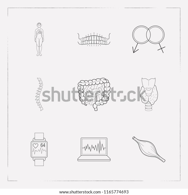 Set Anatomical Icons Line Style Symbols Stock Vector (Royalty Free ...