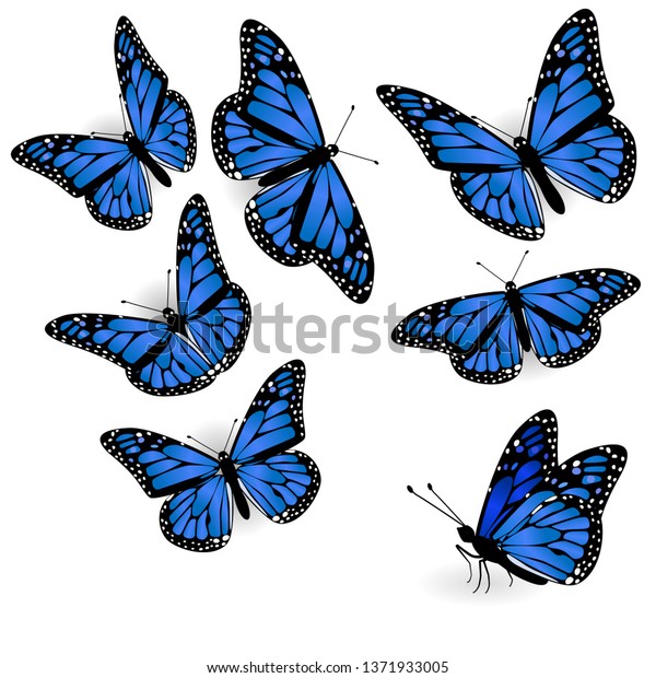 Conjunto de hermosas mariposas azules. Vector.