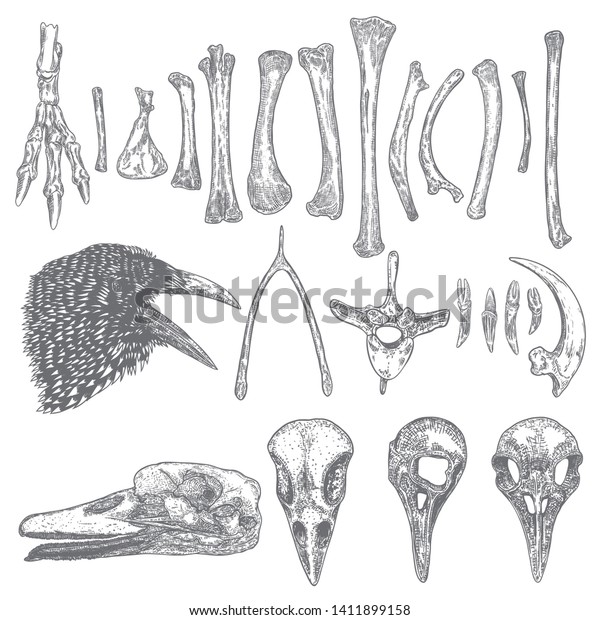 Set Bird Skeleton Bones Skulls Magic Stock Vector (Royalty Free) 1411899158