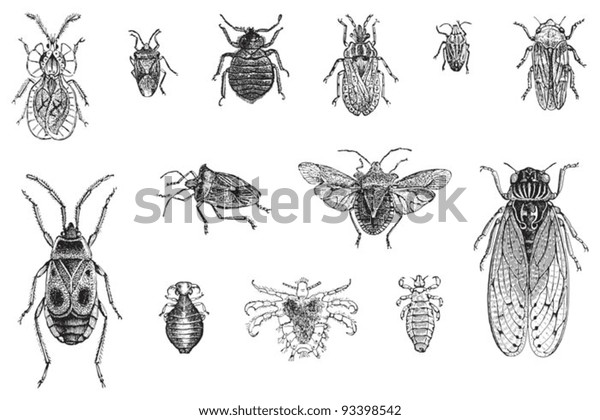 Set Bugs Cicada Louses Vintage Illustration Stock Vector (Royalty Free ...