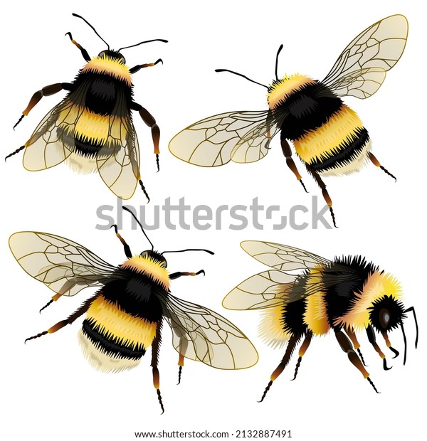 Conjunto de dibujo vectorial de abejorros,: vector de stock (libre de ...
