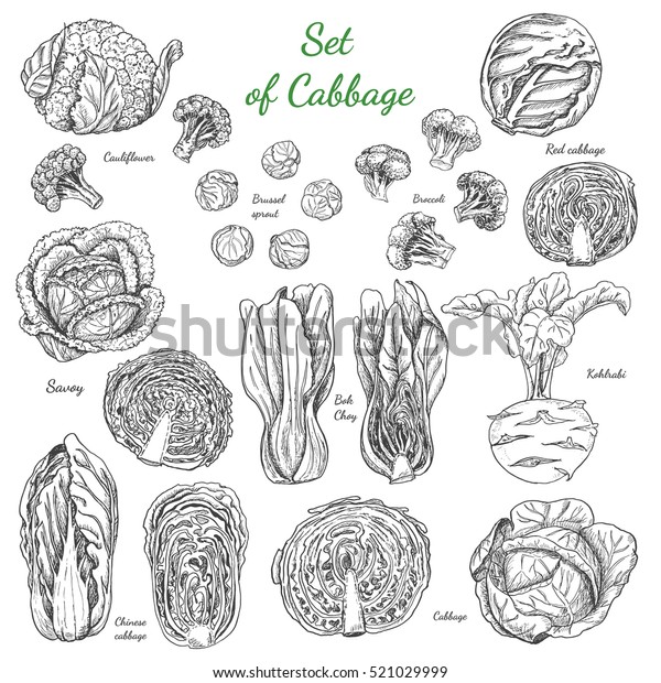Set Cabbage Isolated On White Background Stock Vector (Royalty Free ...