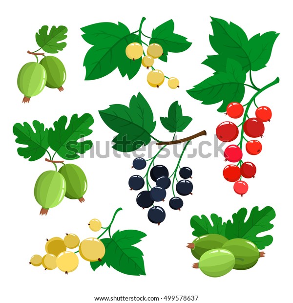 Set Cartoon Gooseberries Red Black White Stock Vector (Royalty Free ...