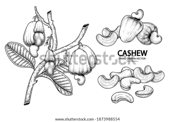 Set Cashew Fruit Hand Drawn Elements Stock Vector (Royalty Free) 1873988554