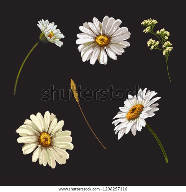 Set Chamomile Flowers Vector Botanical Illustration Stock Vector ...