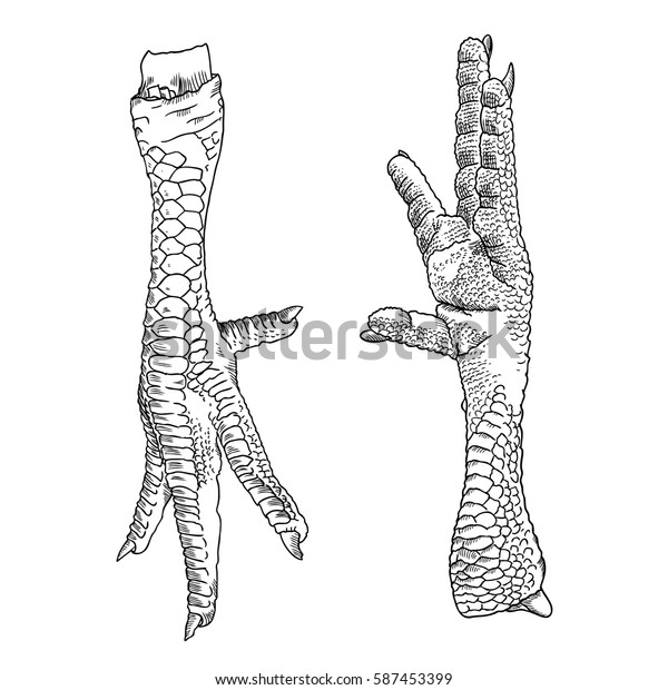 Set Chicken Rooster Turkey Feet Hand: เวกเตอร์สต็อก (ปลอดค่าลิขสิทธิ์ ...