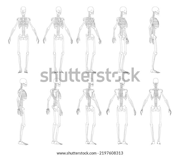 Set Contours Human Skeleton Black Lines Stock Vector (Royalty Free ...