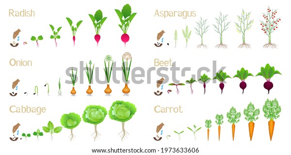 Set Cycles Growth Vegetables On White Stock Vector (Royalty Free ...