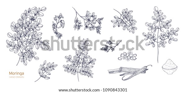 Set Detailed Botanical Drawings Moringa Oleifera Stock Vector (Royalty ...