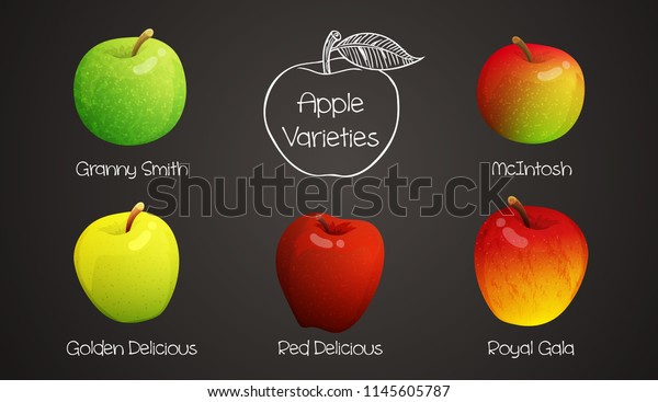 Set Different Varieties Apples Names Colorful Stock Vector (Royalty ...