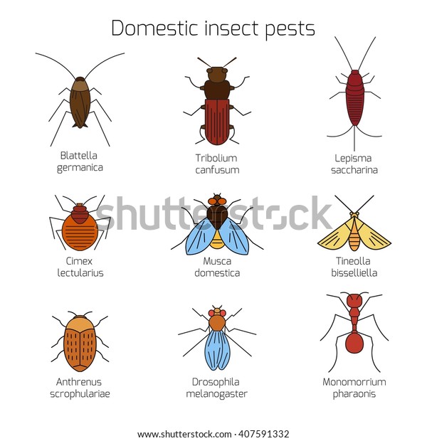 Set Domestic Insect Pests Pests Thin Stock Vector (Royalty Free) 407591332