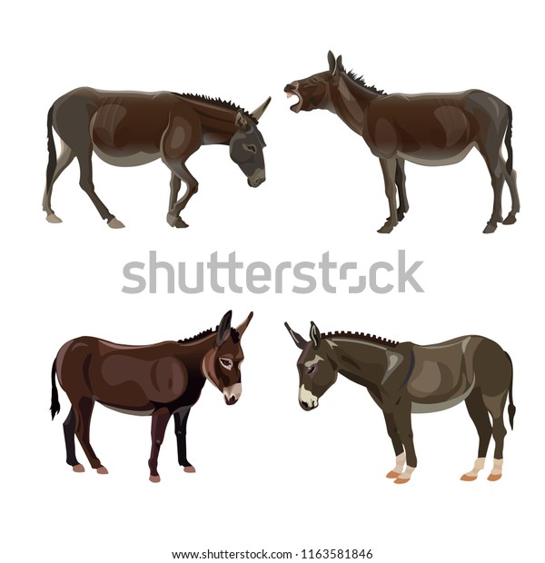 Set Donkeys Different Poses Vector Illustration Stock Vector (Royalty ...