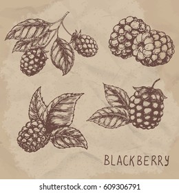 Set Drawing Blackberry Vector Illustration Stock Vector (Royalty Free ...