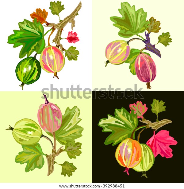 Set Drawings Bright Gooseberry Stock Vector (Royalty Free) 392988451 ...