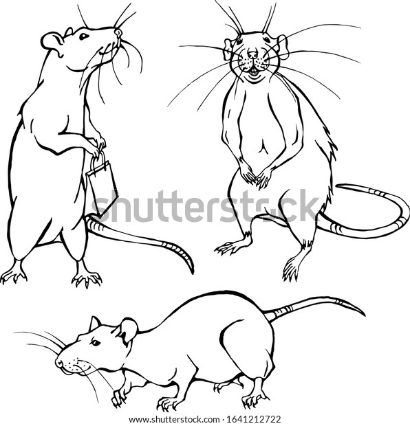 Set Drawings Rats Different Positions Rat Stock Vector (Royalty Free ...