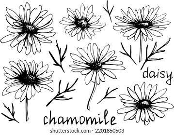 Set Drawn Daisies Line Art Flower Stock Vector (Royalty Free ...