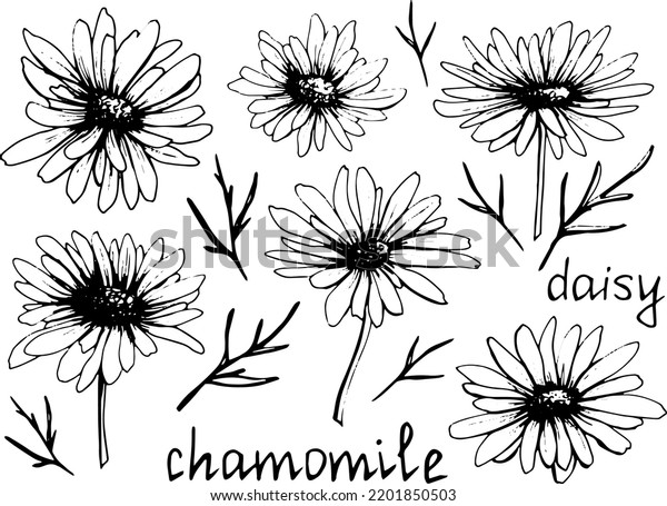 Set Drawn Daisies Line Art Flower Stock Vector (Royalty Free ...