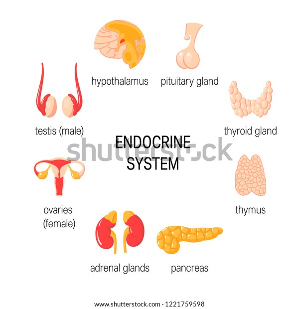 Conjunto de órganos endocrinos. Infografía médica vectorial en un ...