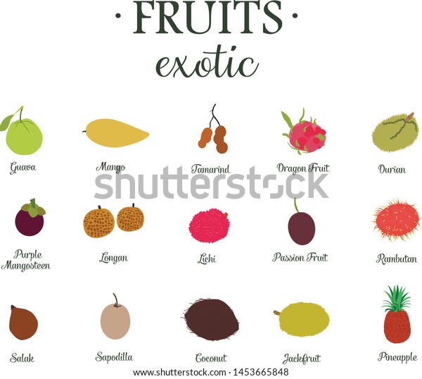 Set Exotic Fruits Vector Tropical Fruits Stock Vector (Royalty Free ...