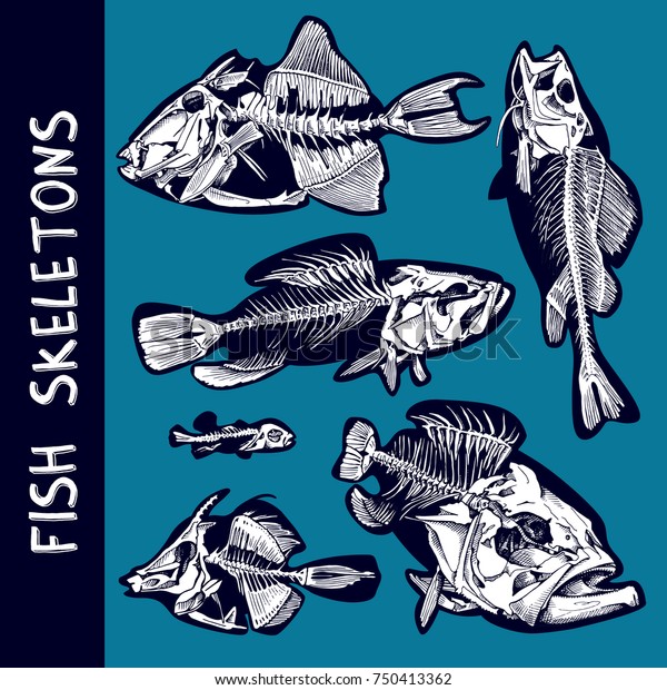Set Fish Skeletons Vector Illustration Stock Vector (Royalty Free ...