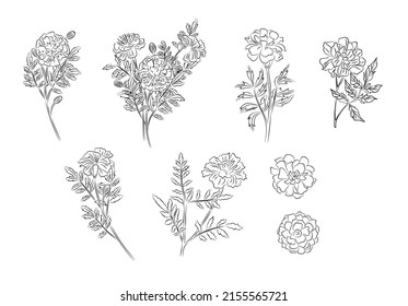 1,272 Marigold line art Images, Stock Photos & Vectors | Shutterstock