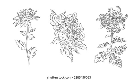 Set Flower Line Art Vector Illustrations Stock Vector (Royalty Free ...