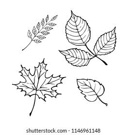Set Four Tree Leaves Hand Drawn Stock Vector (Royalty Free) 1146961148 ...
