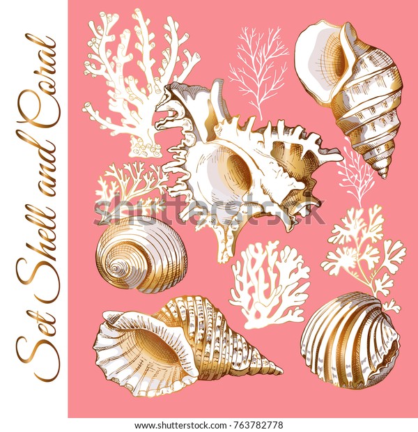 Set Gold Sea Shell Coral Vector Stock Vector (Royalty Free) 763782778 ...