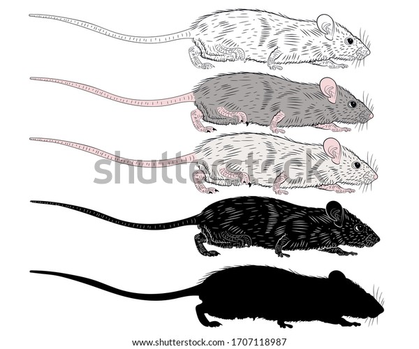 Set Graphic Realistic Running Rat Blackwhite Stock Vector (Royalty Free ...