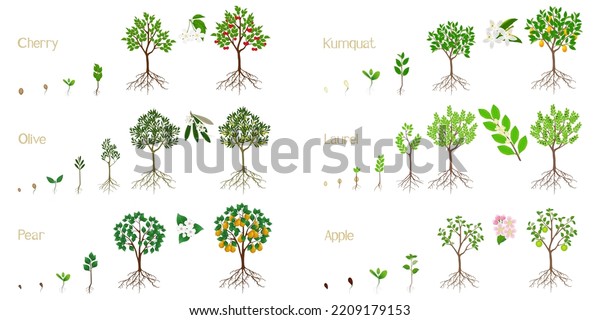 Set Growth Cycles Fruit Trees Roots Stock Vector (Royalty Free ...
