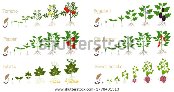 Set Growth Cycles Vegetable Crops On Stock Vector (Royalty Free) 1798431313