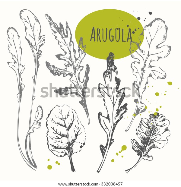 Set Hand Drawn Arugula Black White Stock Vector (Royalty Free) 332008457
