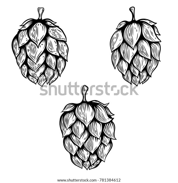 Set Hand Drawn Beer Hop Illustrations Stock Vector (Royalty Free ...