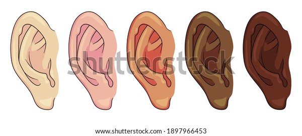 Set Hand Drawn Ear Sketch Symbol Stock Vector (Royalty Free) 1897966453 ...