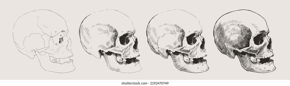 Set Hand Drawn Human Skulls Drawing Stock Vector (Royalty Free ...