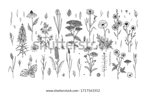 Set Hand Drawn Meadow Flowers Herbs Stock Vector (Royalty Free ...