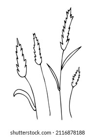 Set Hand Drawn Outline Wheat Black Stock Vector (Royalty Free) 2116878188