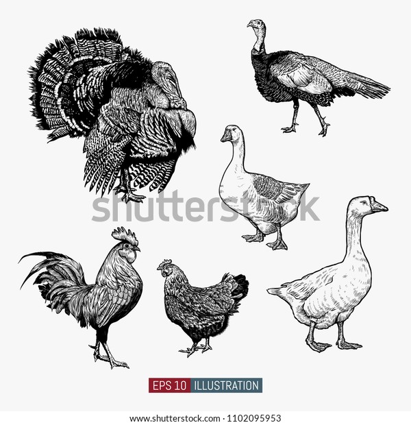 Set Hand Drawn Poultry Rooster Chicken Stock Vector (Royalty Free ...