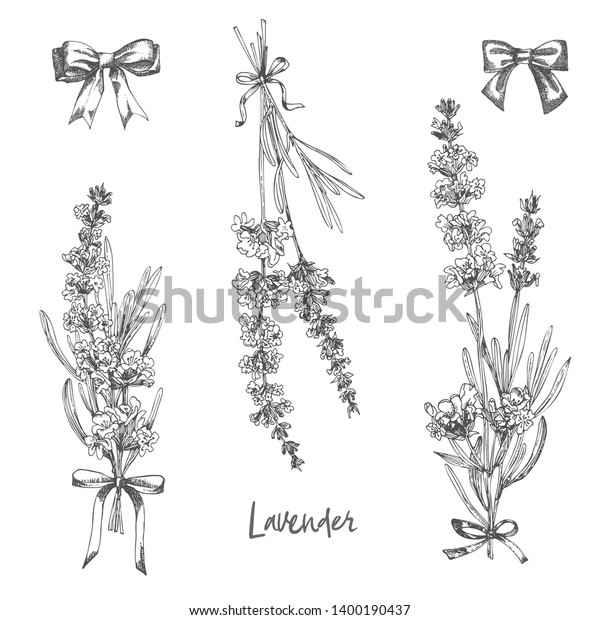 Set Hand Drawn Sketch Lavender Flower Stock Vector (Royalty Free ...