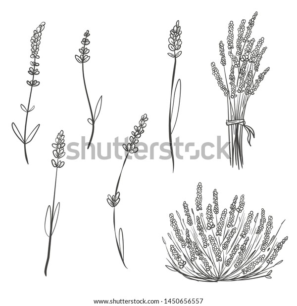 Set Hand Drawn Sketch Lavender Isolated Stock Vector (Royalty Free ...